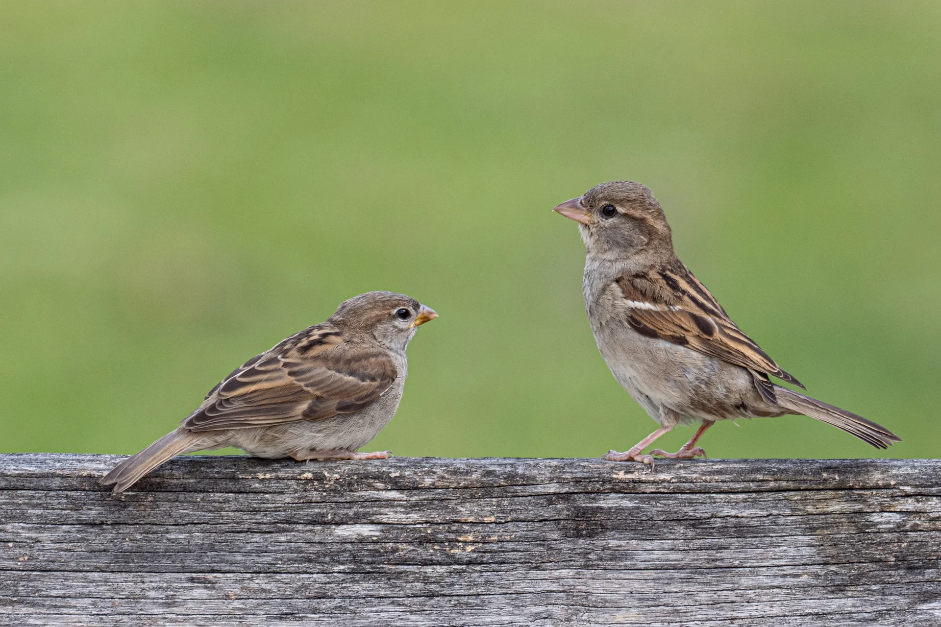 Are not two sparrows sold for a penny? – stfrancischurchtairuanz